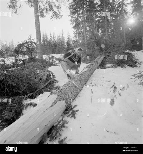 Current 15 8 1960 Anna With The Axe Strong As A Gamp Mature As A Queen Fortune Teller