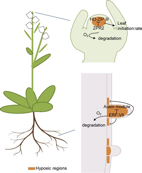 Hypoxia Is A Developmental Regulator In Plant Meristems Molecular Plant