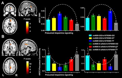 Brain Regions With Significant Non Additive Comt × Drd2 Interactions On Download Scientific