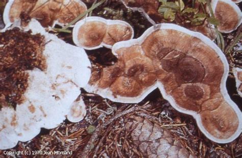 Mycodb Photos De Champignons Phellodon Tomentosus