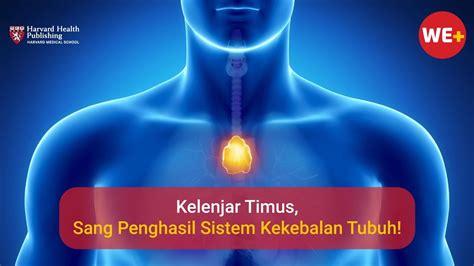 Kelenjar Timus Sang Penghasil Sistem Kekebalan Tubuh We Blog