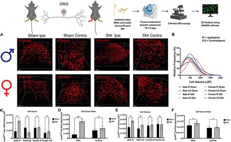 Frontiers Use Of Integrated Optical Clearing And 2 Photon Imaging To Investigate Sex
