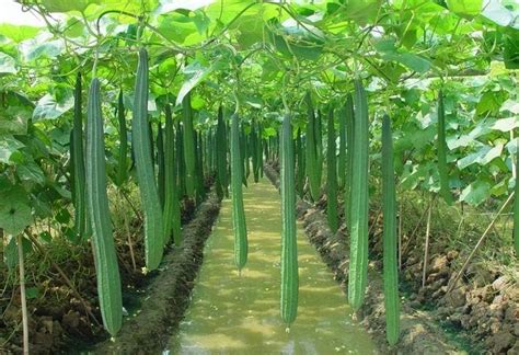 丝瓜怎么种产量高老农传授你5个诀窍结瓜一茬接一茬 腾讯新闻
