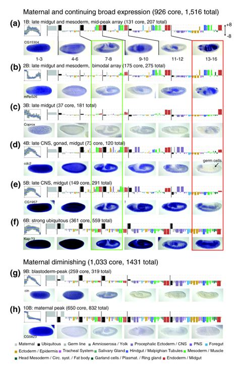 Overview Of Broad Expression Patterns For The Core Genes In Each Broad Download Scientific