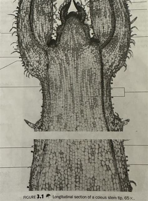 Bio 354 Diagram Quizlet