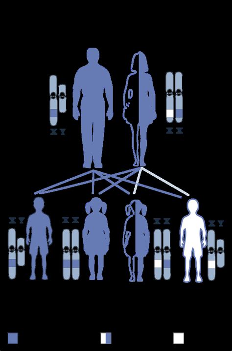 Xlinked Recessive Inheritance Download Scientific Diagram