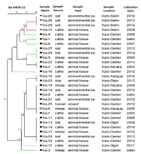 Dendrogram Depicting Results Of Mlva 25 Analysis Of B Anthracis Download Scientific Diagram