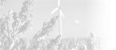 Growing Milo In Texas What To Know And Why The Grain Is So Vital To Lone Star Agriculture