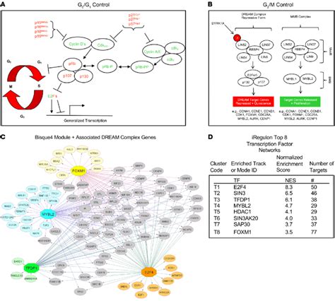 Conventional Cell Cycle Control Dream Complex Anatomy And Human Download Scientific Diagram
