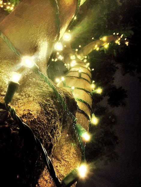 Premium Photo Reflection Of Trees In Water