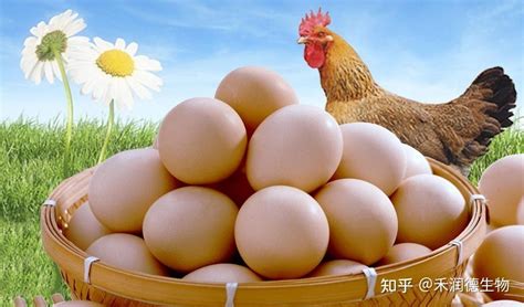如何做好蛋鸡免疫 知乎