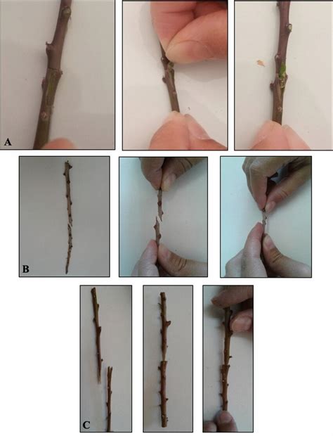 In Vivo Grafting Techniques Used For Argan A The Shield Budding