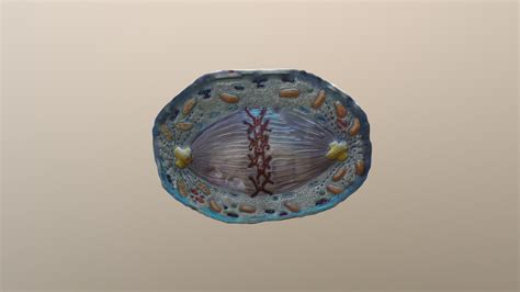 Mitosis Stage 5 Download Free 3d Model By Jkane326 2d481b1 Sketchfab