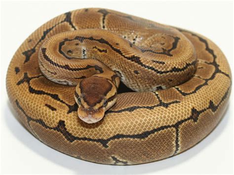 Alsatias Reptile Blog Pinstripe Ball Python Morph