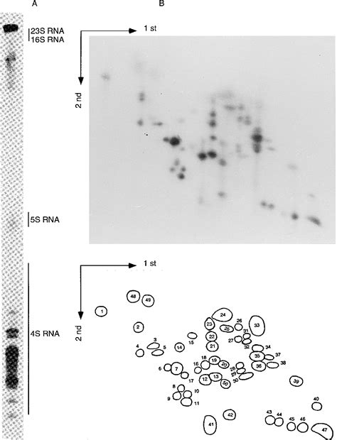 Figure 1 From Co Variation Of Trna Abundance And Codon Usage In Escherichia Coli At Different