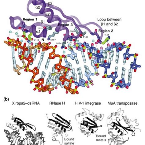 Pdf Proteins Binding To Duplexed Rna One Motif Multiple Functions