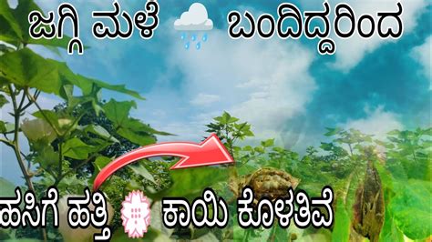 ಜಗ್ಗಿ ಮಳೆ 🌧️ ಬಂದಿದ್ದರಿಂದ ಹಸಿಗೆ ಹತ್ತಿ 💮 ಕಾಯಿ ಕೊಳೆತು ಹೋಗಿವೆ Farmingwearefarmers1 Youtube