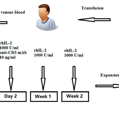 The Main Protocol For Cytokine Induced Killer Cik Cell Immunotherapy