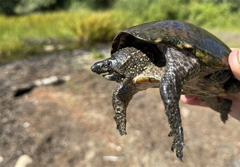 Handling Musk Turtles