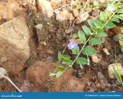 Evolvulus Glomeratus Flower Stock Image Image Of Blossom Eyes 254862925