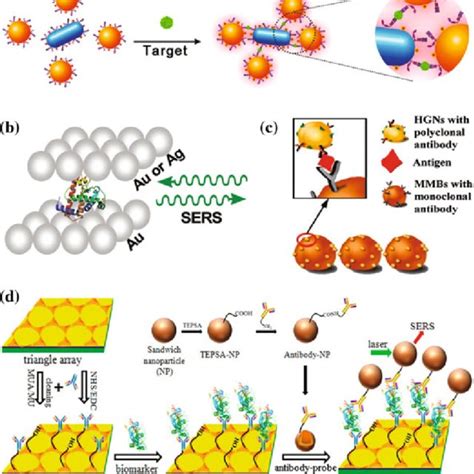3 Schematic Illustrations Of A A Single Step Sers Immunoassay Based On Download Scientific