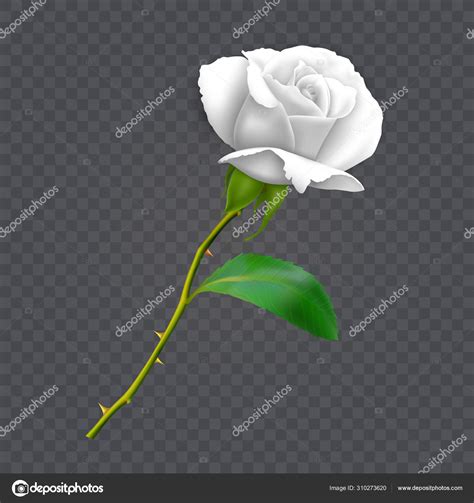 Rosa Blanca Con Tallo