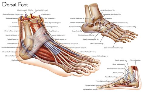 Dorsal Anatomy Definition