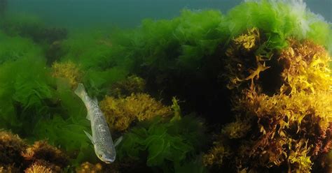 경남 창원 용원항 봄소식 안고 돌아온 숭어[박수현의 바닷속 풍경] 67