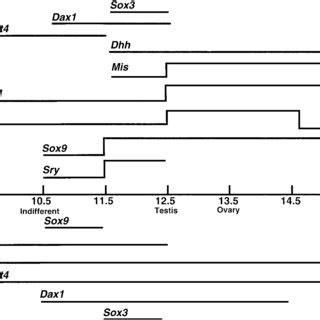 Expression Profiles Of Genes Involved In Sex Determination And Download Scientific Diagram