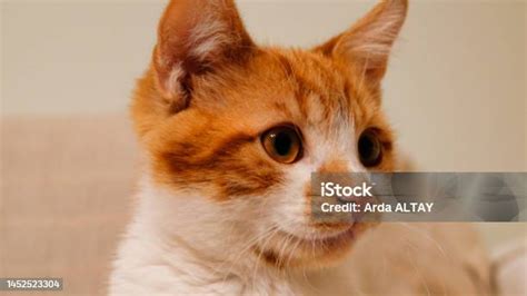 귀엽고 청순한 주황색 얼룩무늬 새끼 고양이가 빈 공간을 유심히 바라본다 가축에 대한 스톡 사진 및 기타 이미지 가축 갈색 강아지 개 Istock