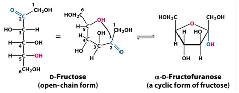 Fructose Chain Structure