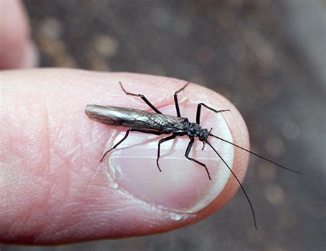 Fly And Fin Little Black Stone Fly