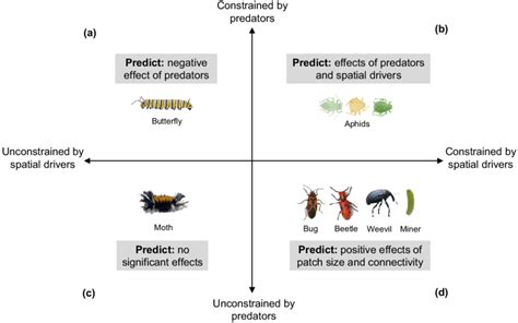 Predictions For Constraints Caused By Local Predators And Spatial Download Scientific Diagram