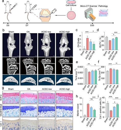 Intra Articular Acscs Injection Ameliorates Surgery Induced Oa In Rats Download Scientific