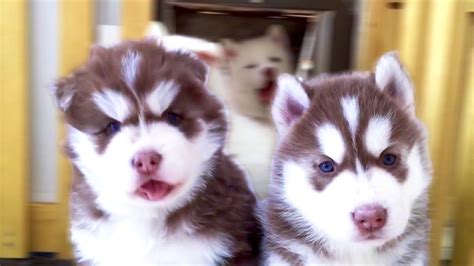 Funny Husky Puppies Funny Husky Compilation 2017 Youtube