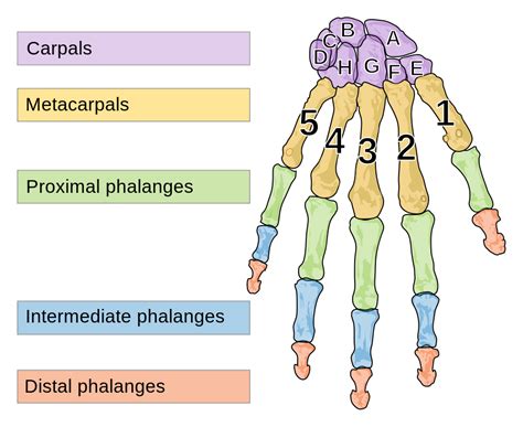 File Human Left Hand Bones With Metacarpal Numbers And Carpal Letters