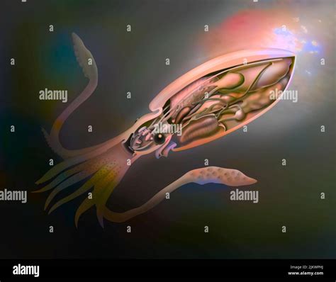 Squid Digestive System