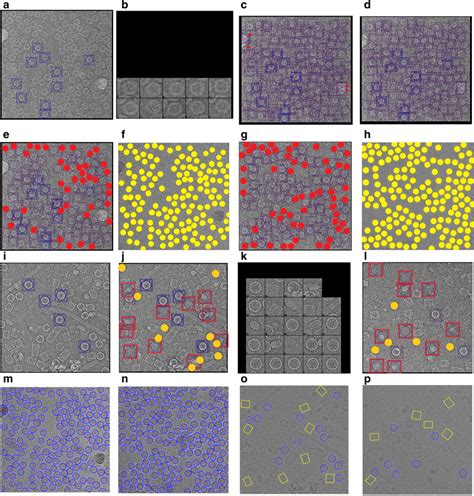particle picking using eman2 and autocryopicker a the manually
