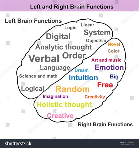 Left Right Brain Function Illustration เวกเตอร์สต็อก ปลอดค่าลิขสิทธิ์