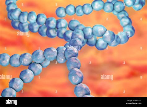 Streptococcus Mutans