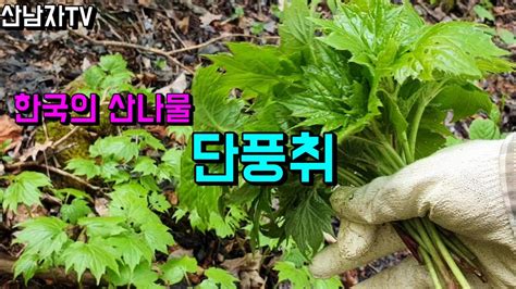 약이되는 흔한 산나물 구별 단풍취 괴발딱취 장이나물 개발딱주 초보자 산행 산남자 약초 버섯 항암 자연 건강 2022429 Youtube