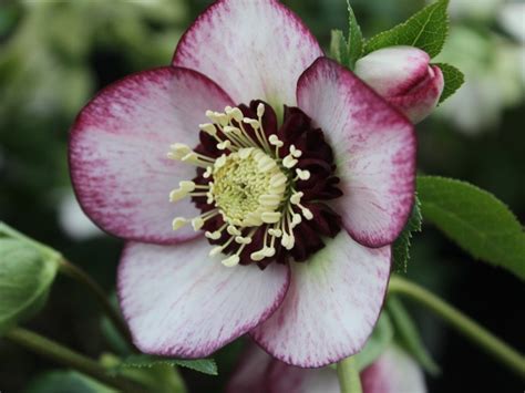 Helleborus x hybridus (Ashwood Garden Hybrids) Anemone Form Bicolour ...