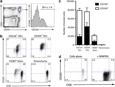Cd103 Respiratory Dendritic Cells Dcs Preferentially Drive Cd103