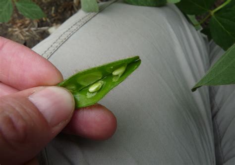 Soybean Growth And Development Titan Pro