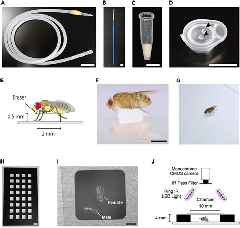 Cell Press Star Protocols