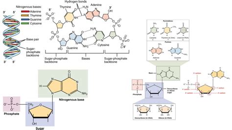 Karyotyping Definition Steps Procedure And Applications Biology Notes Online