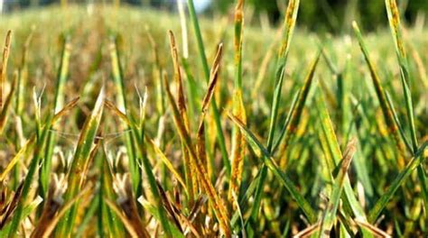 Lawn Rust Disease How To Identify It Treat It And Prevent It From Returning