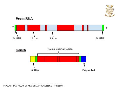 Types Of Rna Pptx