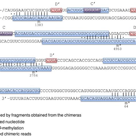 Schematic Representation Of Snornatarget Interactions That Are Download Scientific Diagram