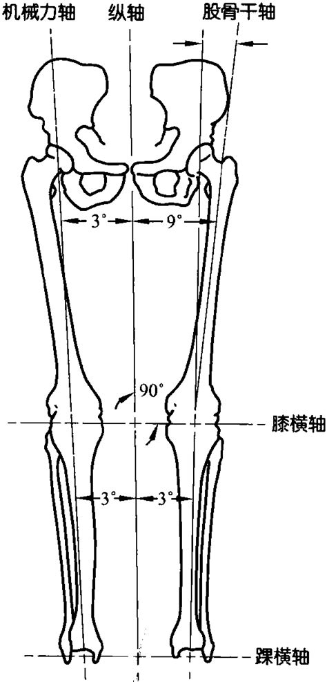 站立 钟世镇现代临床解剖学 医学